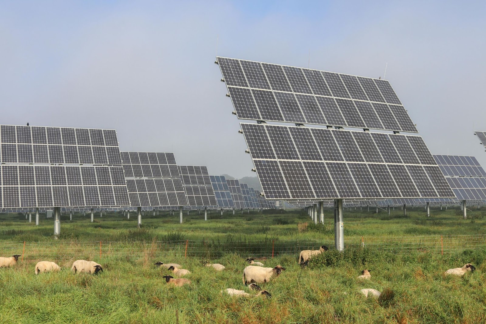 Agrivoltaics: Which Crops Thrive Under Solar Panels? - 8760 Solar