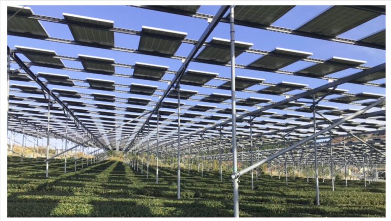 Agrivoltaics: Which Crops Thrive Under Solar Panels? - 8760 Solar