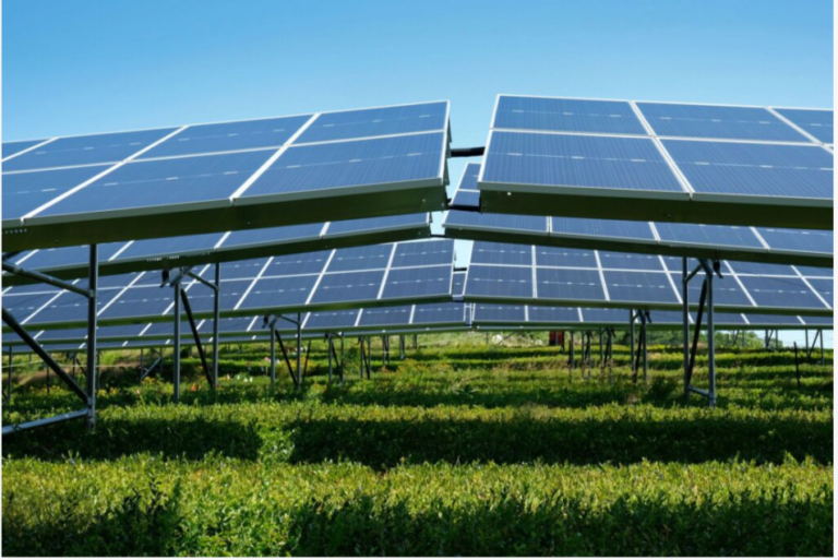 Agrivoltaics: Which Crops Thrive Under Solar Panels? - 8760 Solar